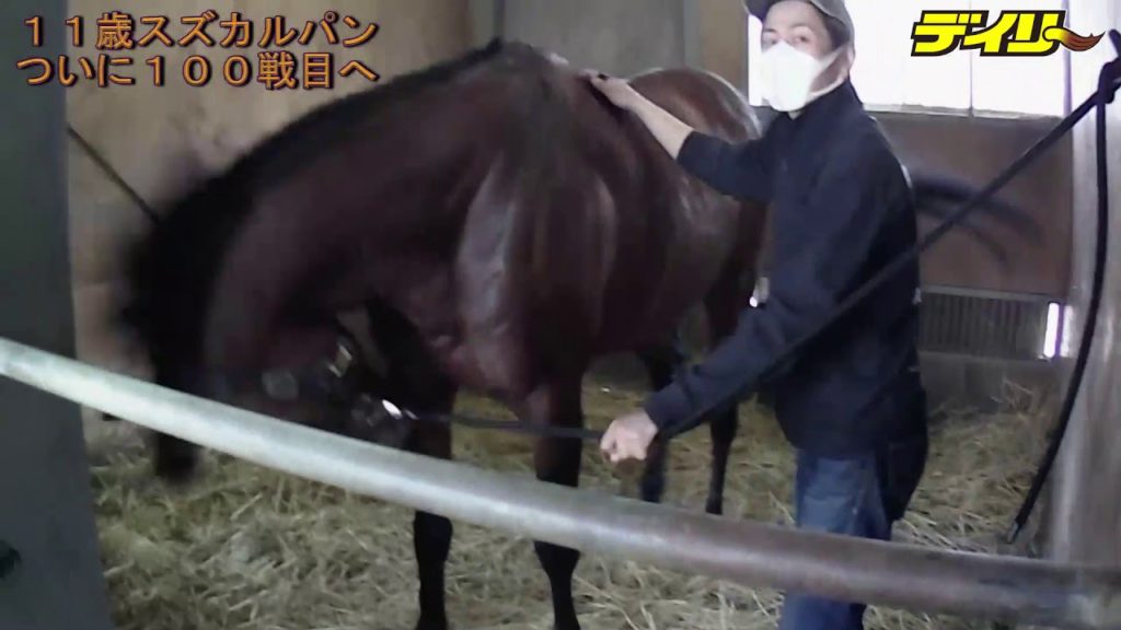 スズカルパン(牡11）、2日の下鴨SでJRA100戦目……歴代4位 | ケイバペディア